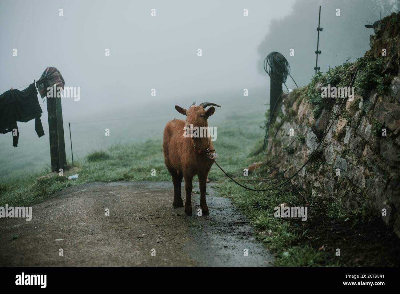 Weather goat hi-res stock photography and images - Alamy