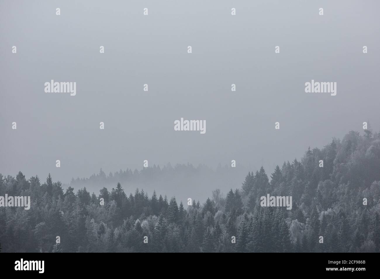 Cold winter landscape of hilly terrain with coniferous forest covered ...