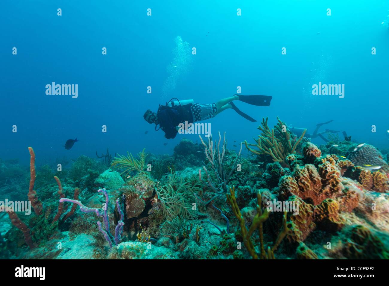 Side view of diver studying depth of ocean and vegetation at bottom ...