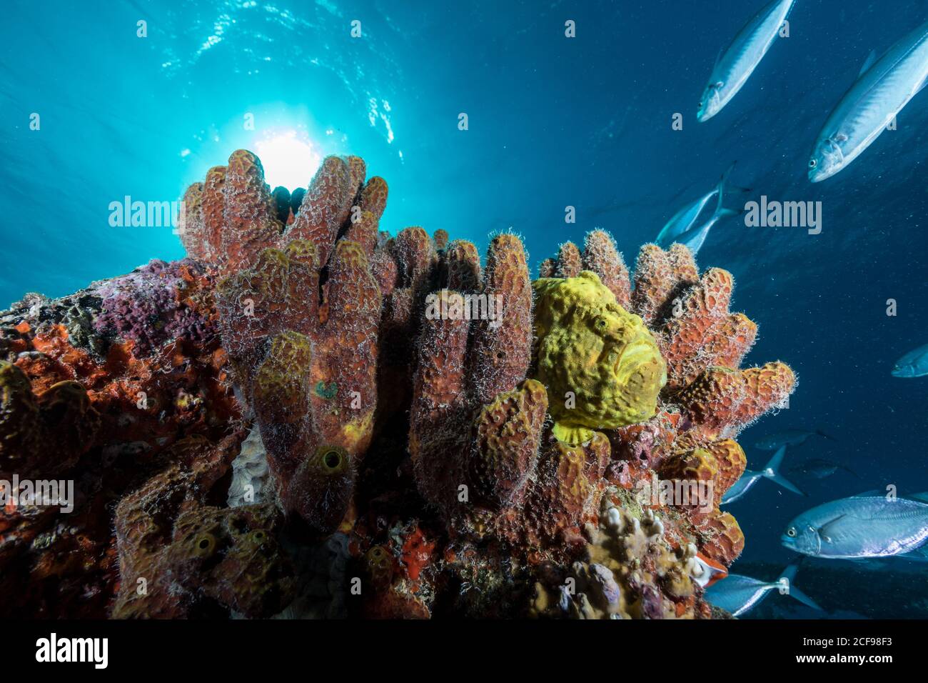 Colorful soft various sponges with tropical fish stream under blue ...