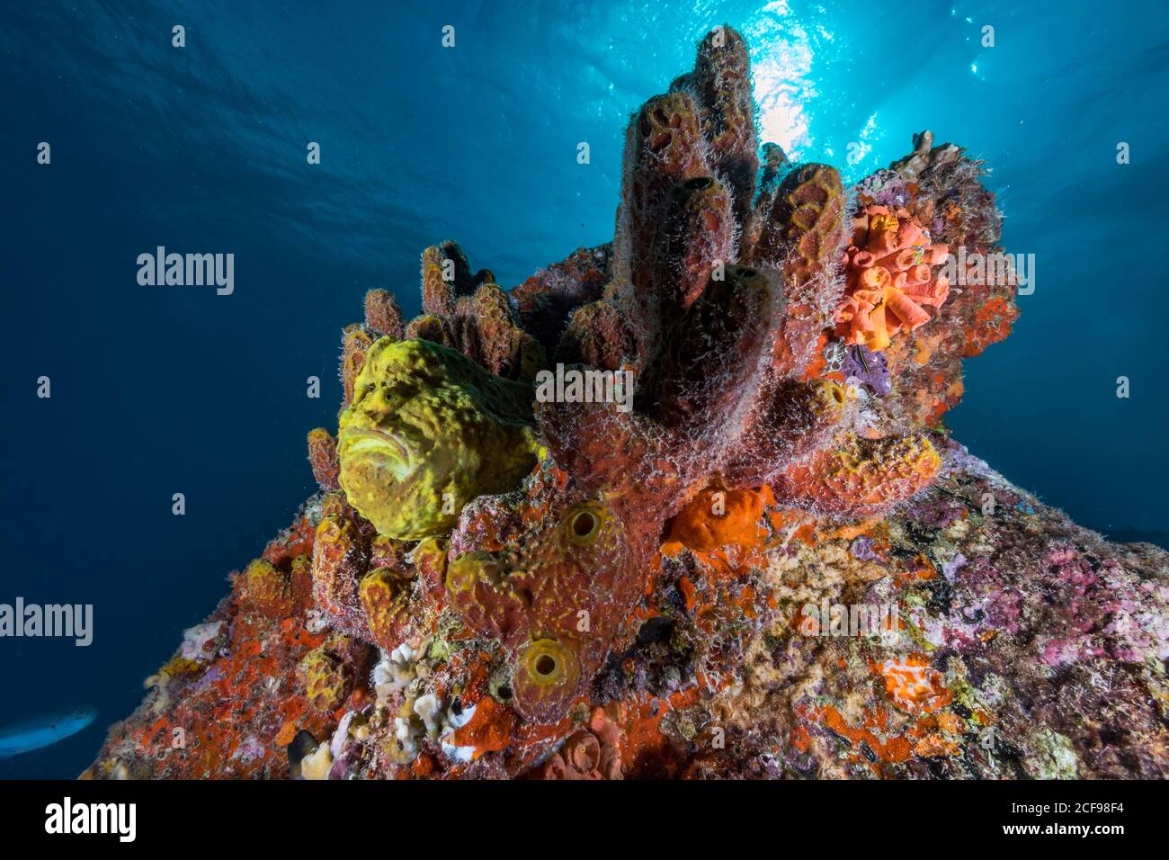 Coral reef various soft hi-res stock photography and images - Alamy