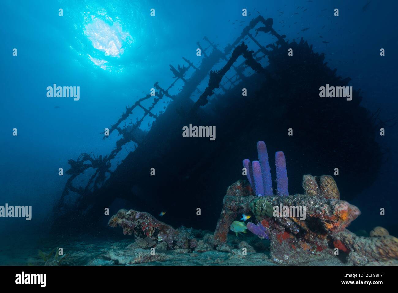 Coral reef tropical fish hi-res stock photography and images - Alamy