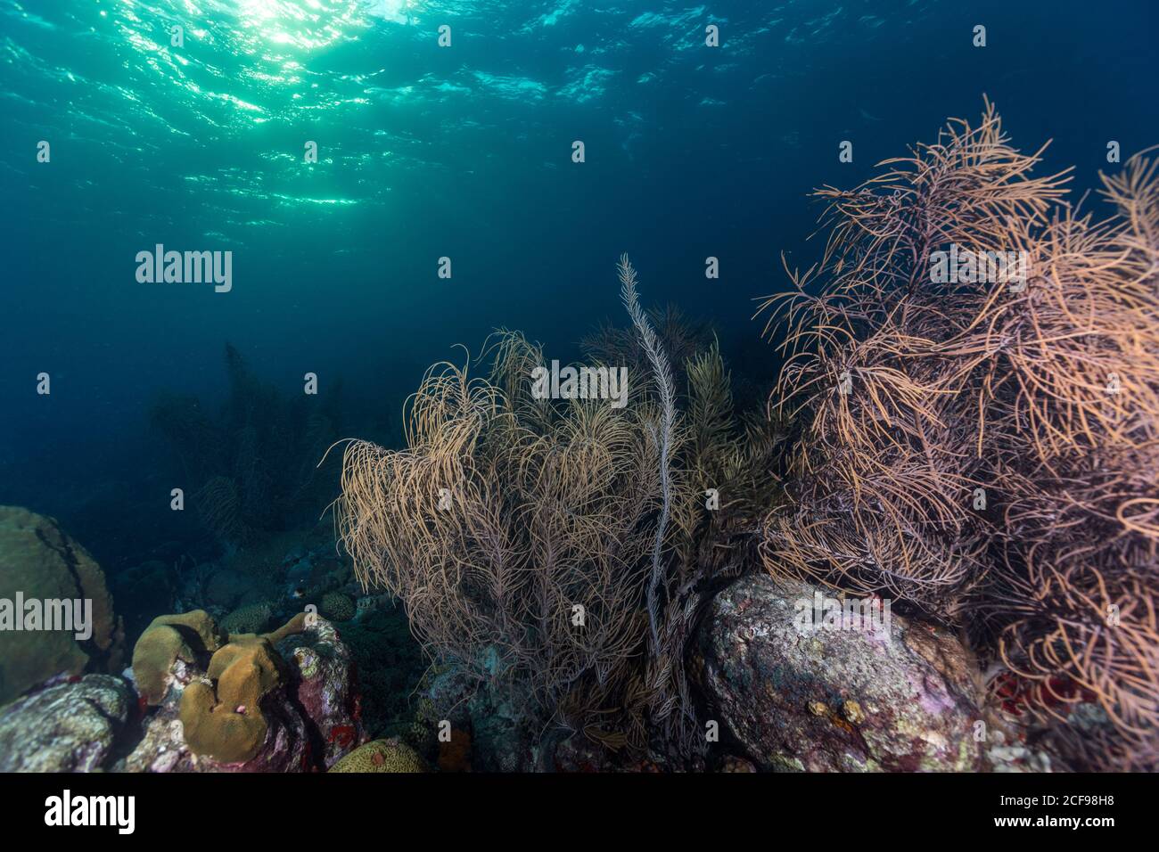 Biodiversity discovery hi-res stock photography and images - Alamy