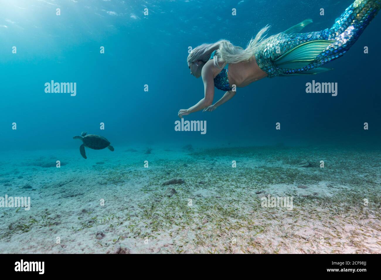 Side view of beautiful young mermaid with blue fishtail chasing turtle ...