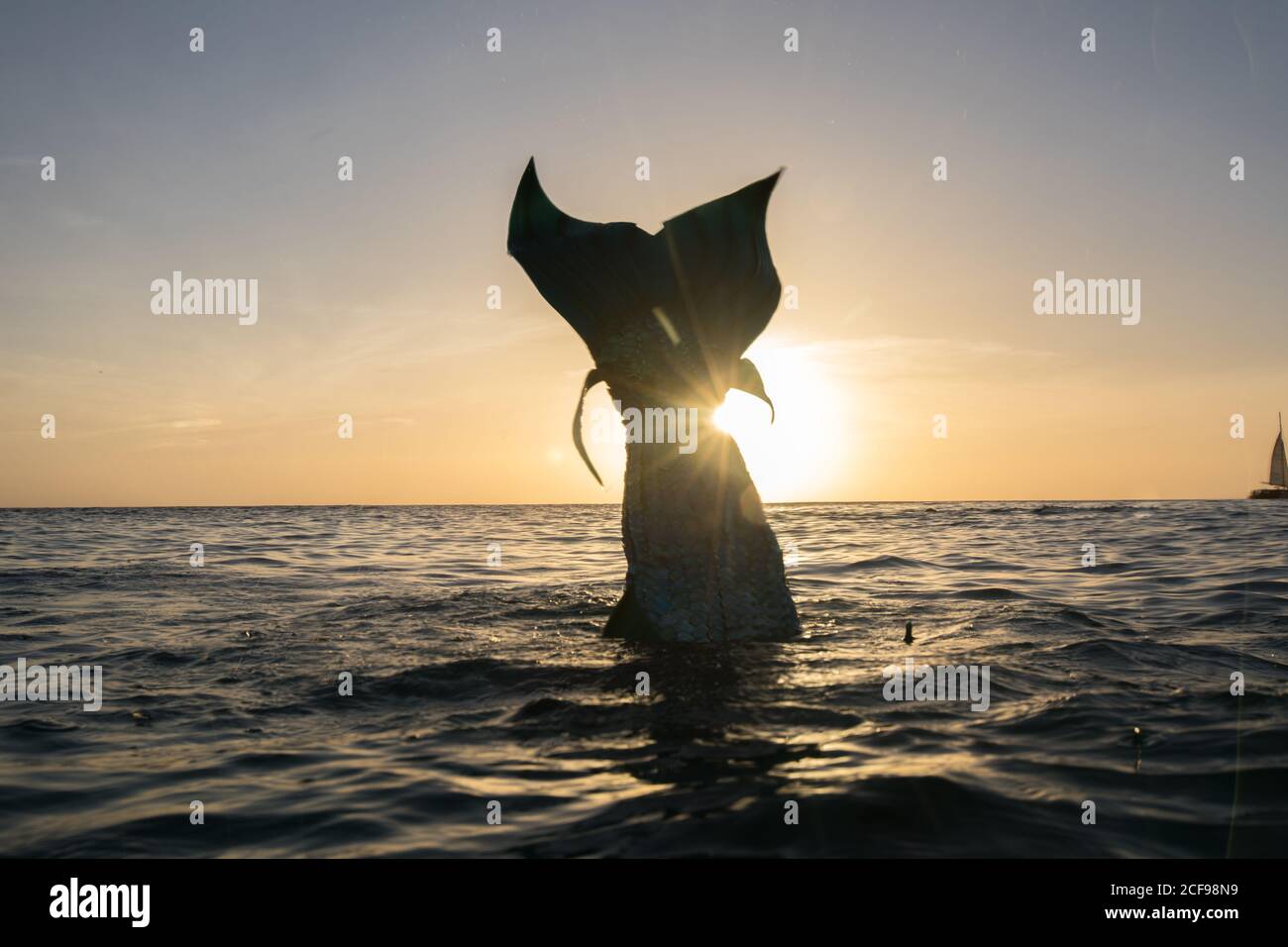 Crop beamed young mermaid with shiny fishtail diving into sea on sunset ...