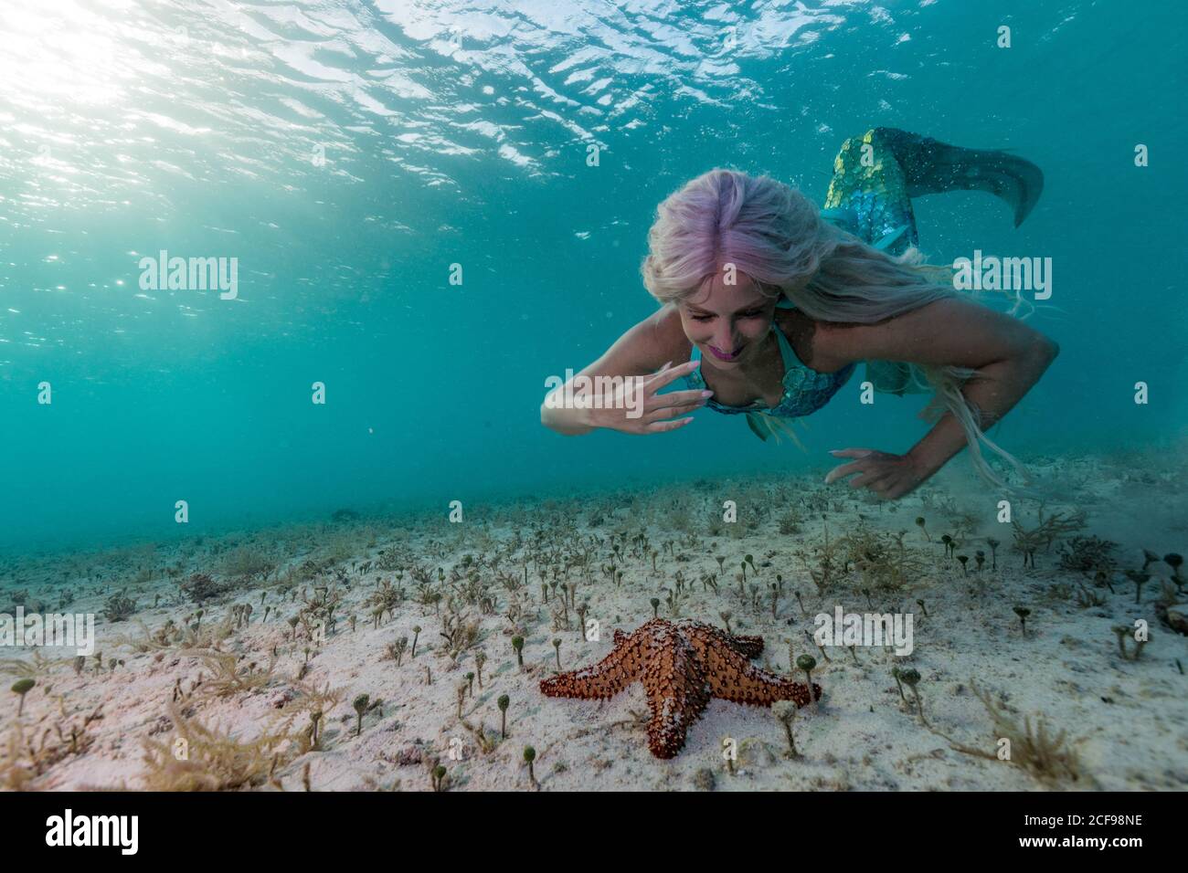 Beautiful curious young mermaid with shiny fishtail looking at starfish ...