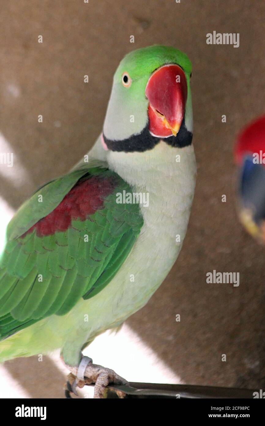 Alexandersittich hi-res stock photography and images - Alamy