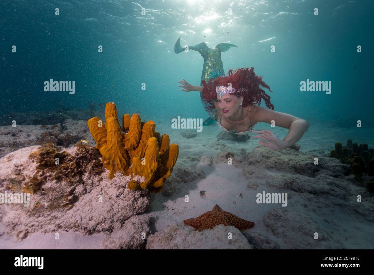 Beautiful curious young mermaid with shiny fishtail looking at starfish ...