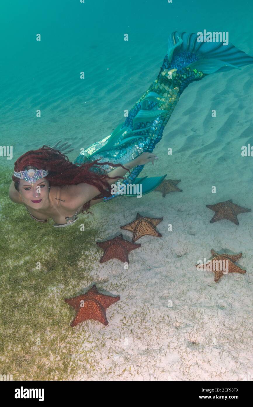 Beautiful curious young mermaid with shiny fishtail looking at starfish ...