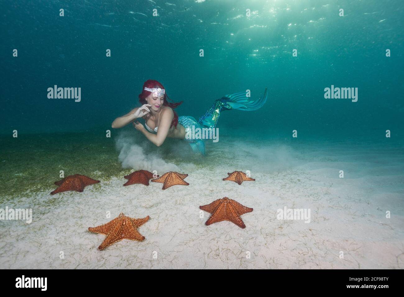 Beautiful curious young mermaid with shiny fishtail looking at starfish ...