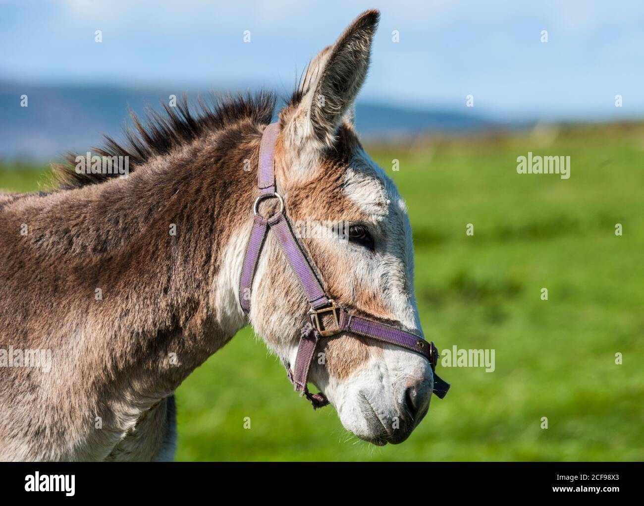Side profile of a Donkey on the west coast of Ireland Stock Photo - Alamy