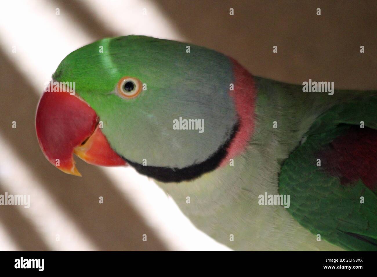 Alexandersittich hi-res stock photography and images - Alamy