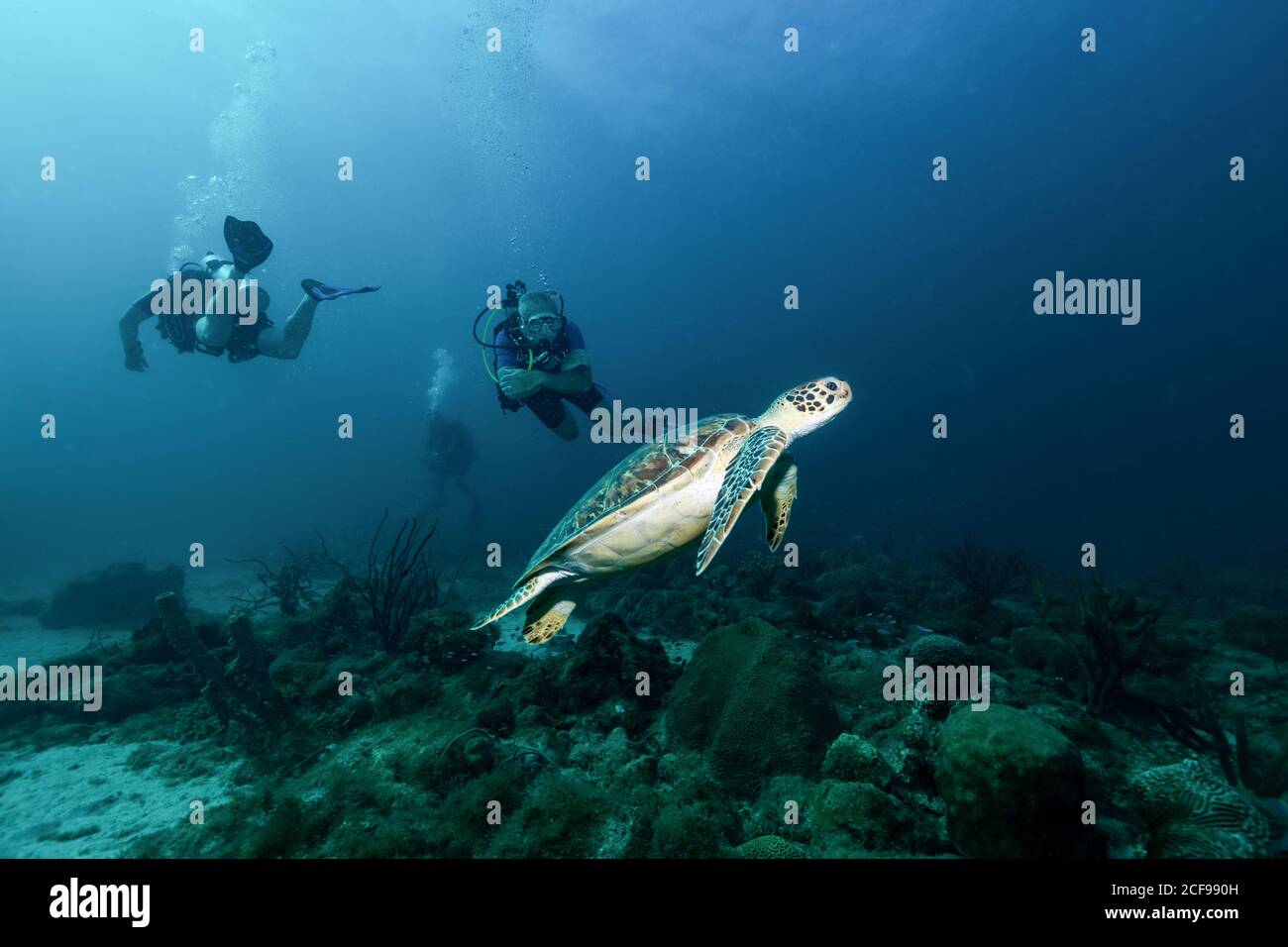 Free diver swimming underwater with big turtle in ocean Stock Photo - Alamy