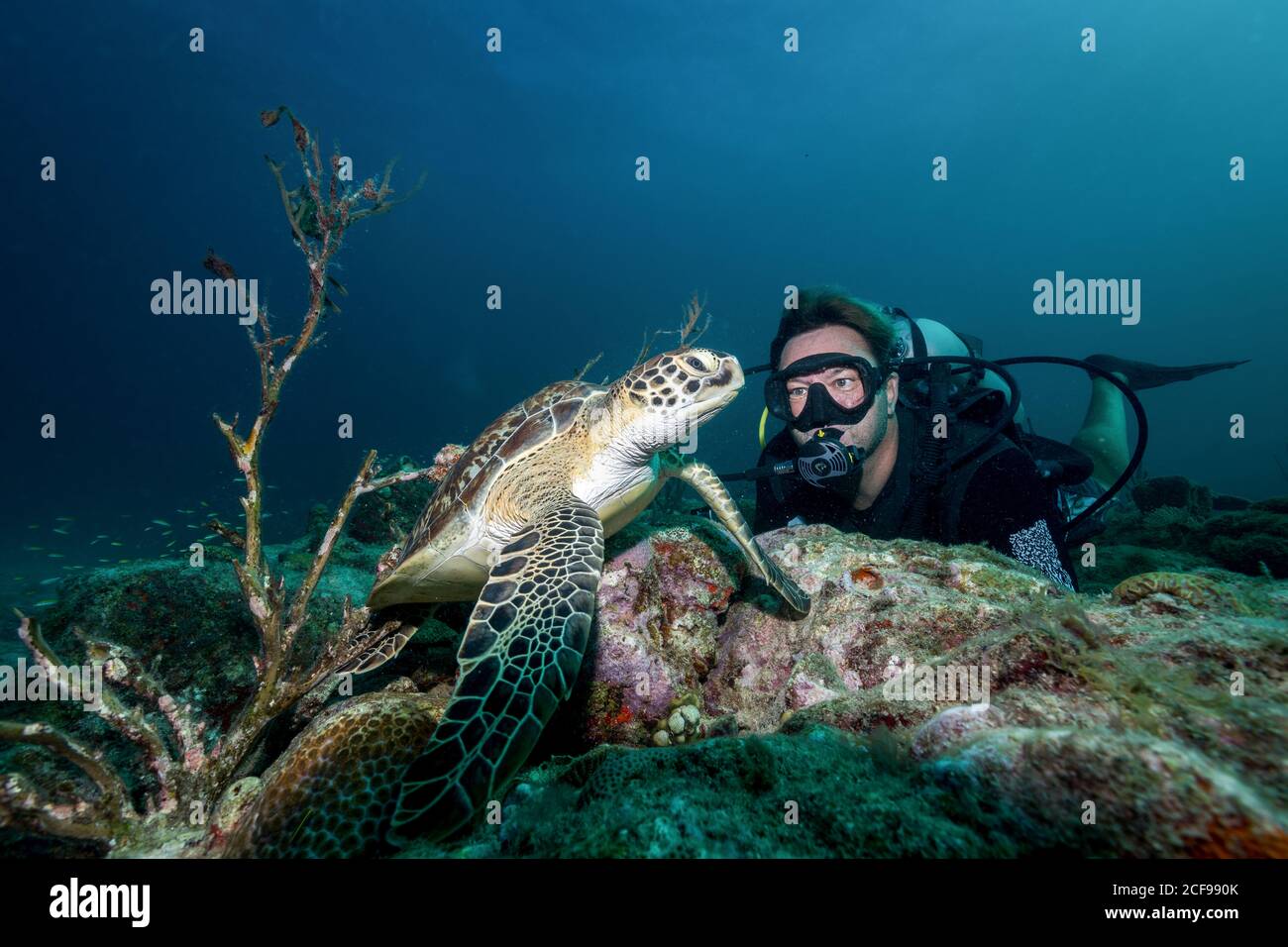 Free diver swimming underwater with big turtle in ocean Stock Photo - Alamy