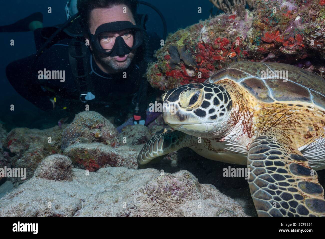 Free diver swimming underwater with big turtle in ocean Stock Photo - Alamy