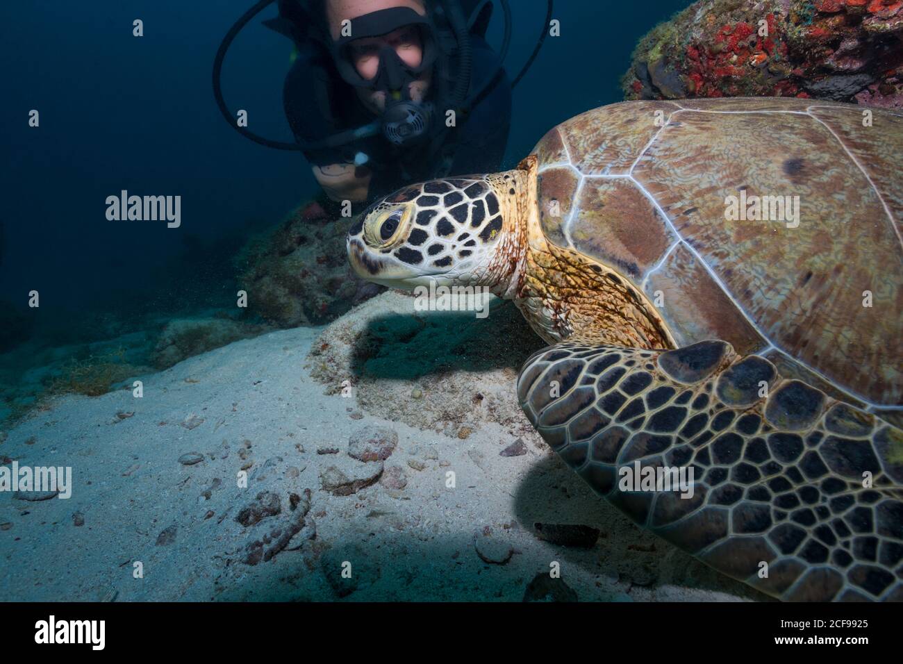 Free diver swimming underwater with big turtle in ocean Stock Photo - Alamy