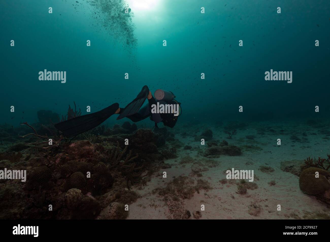Diver swimming in deep ocean among aquatic vegetation Stock Photo - Alamy