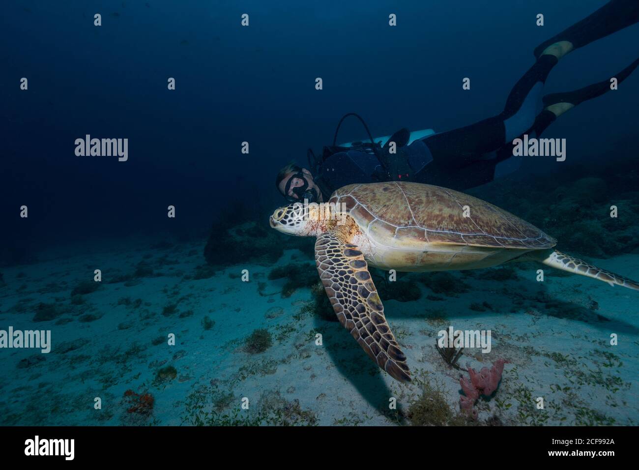 Free diver swimming underwater with big turtle in ocean Stock Photo - Alamy