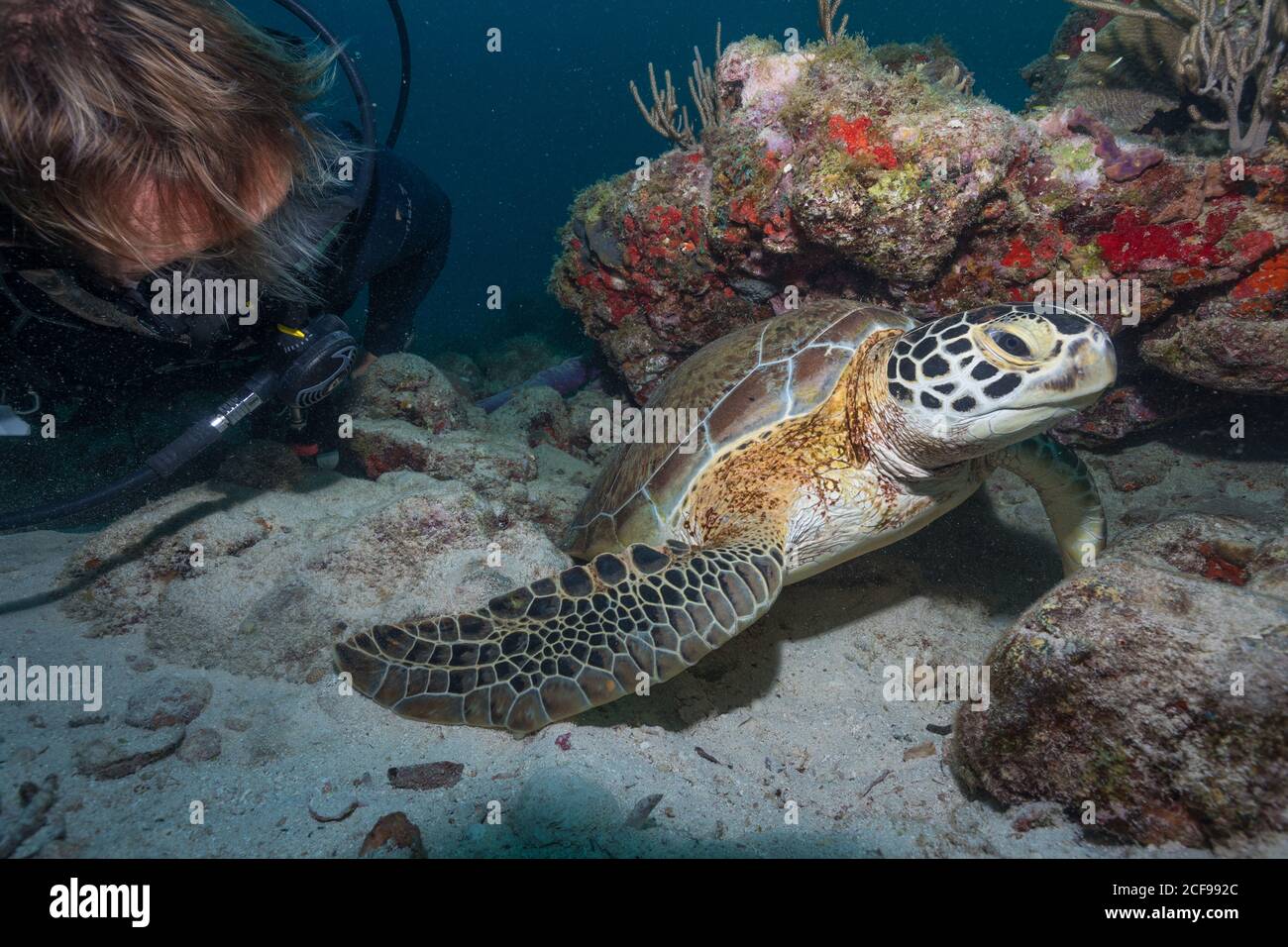 Free diver swimming underwater with big turtle in ocean Stock Photo - Alamy