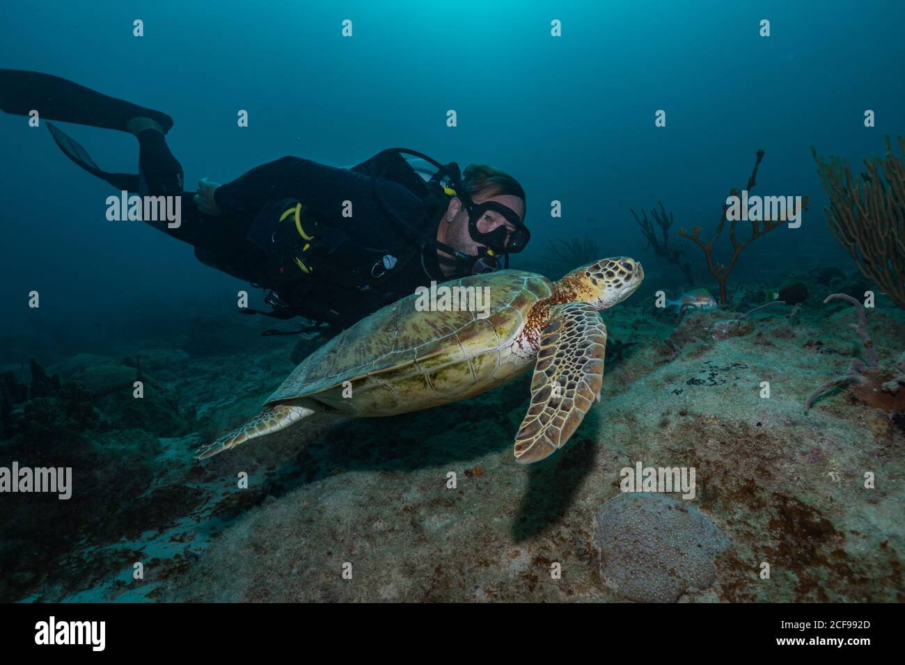 Free diver swimming underwater with big turtle in ocean Stock Photo - Alamy