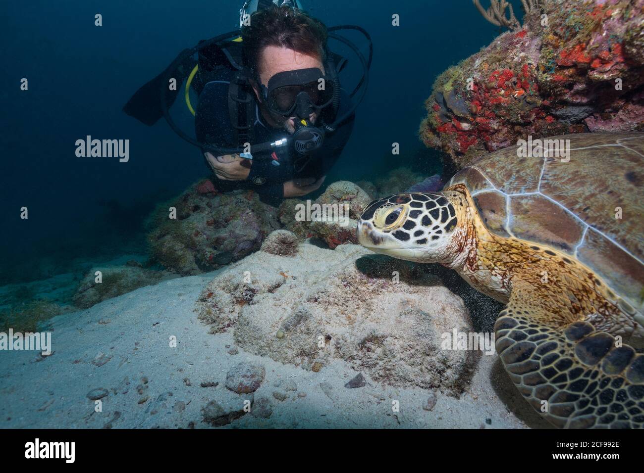 Free diver swimming underwater with big turtle in ocean Stock Photo - Alamy
