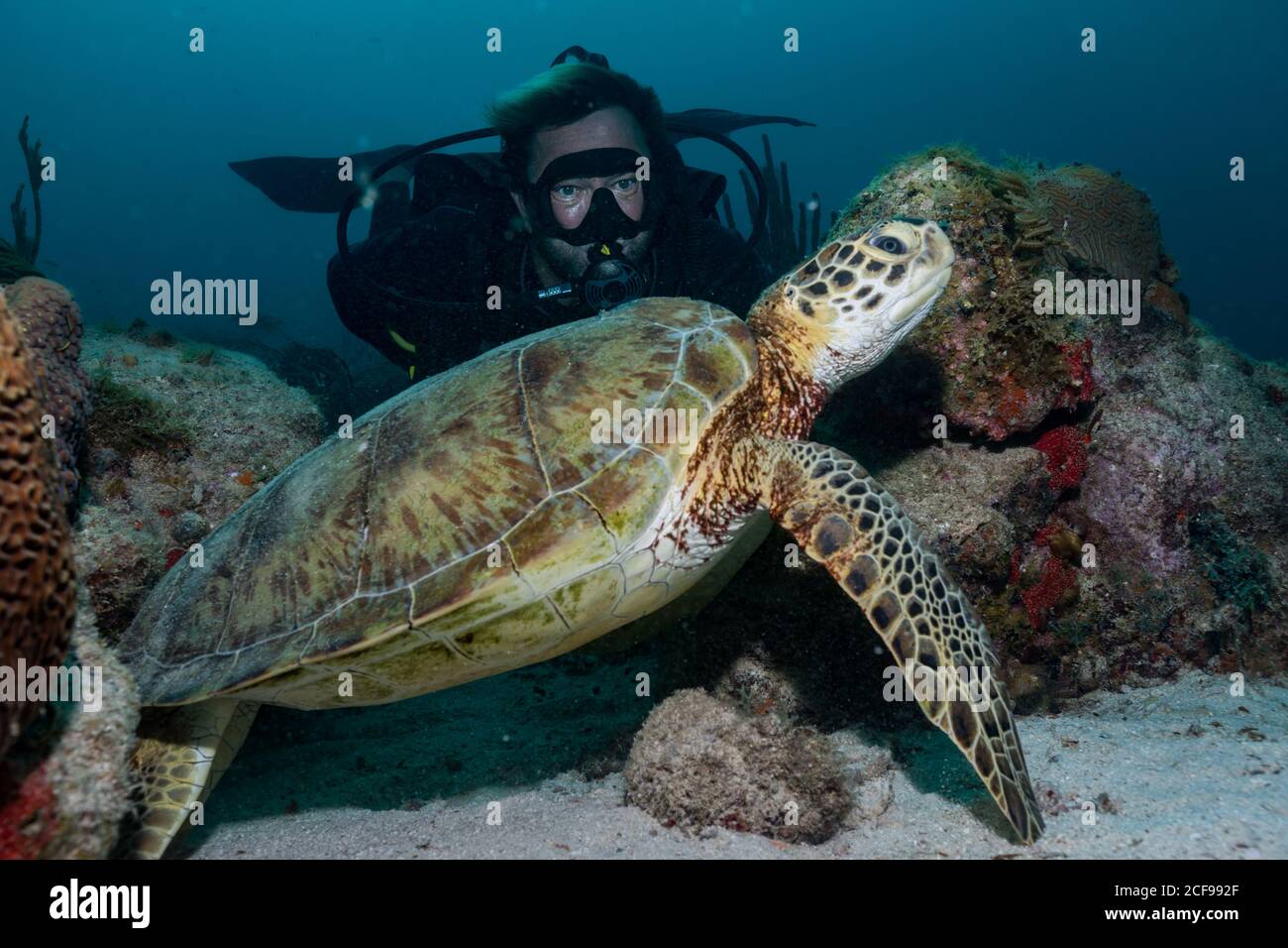 Free diver swimming underwater with big turtle in ocean Stock Photo - Alamy