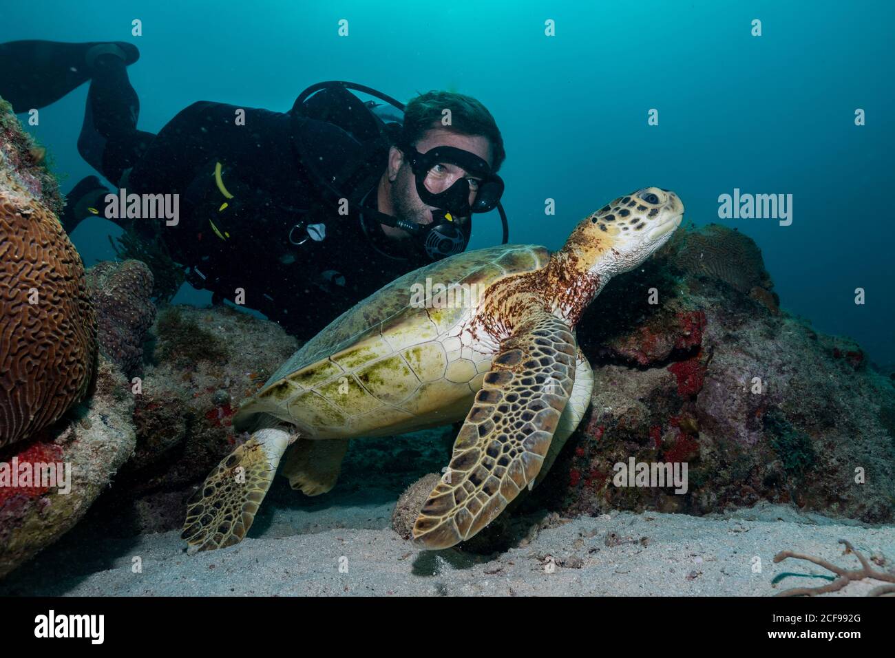 Free diver swimming underwater with big turtle in ocean Stock Photo - Alamy