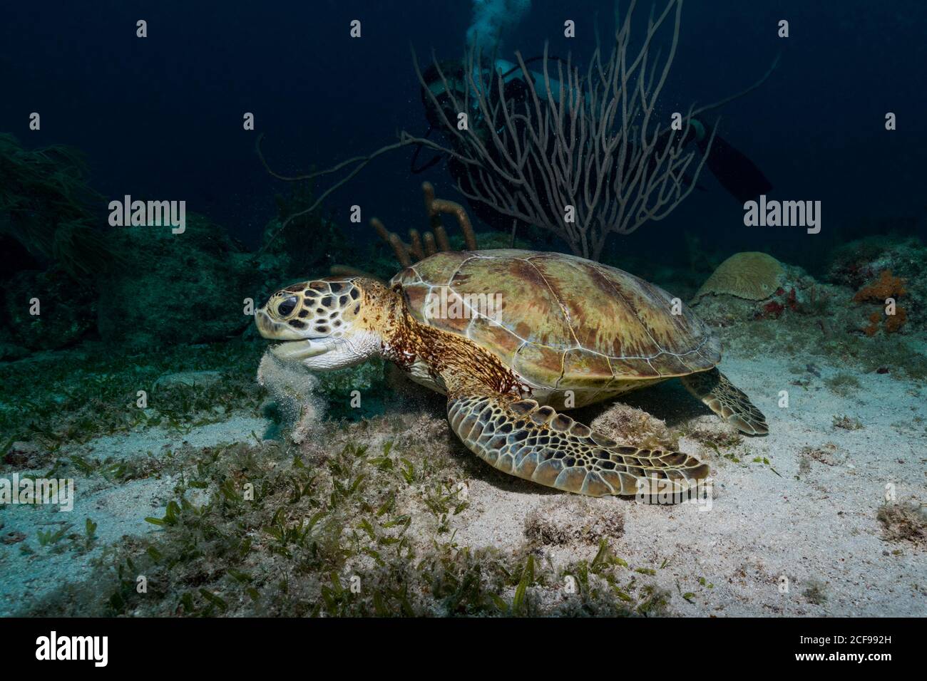Underwater sea green turtle on colorful sandy bottom of ocean with ...