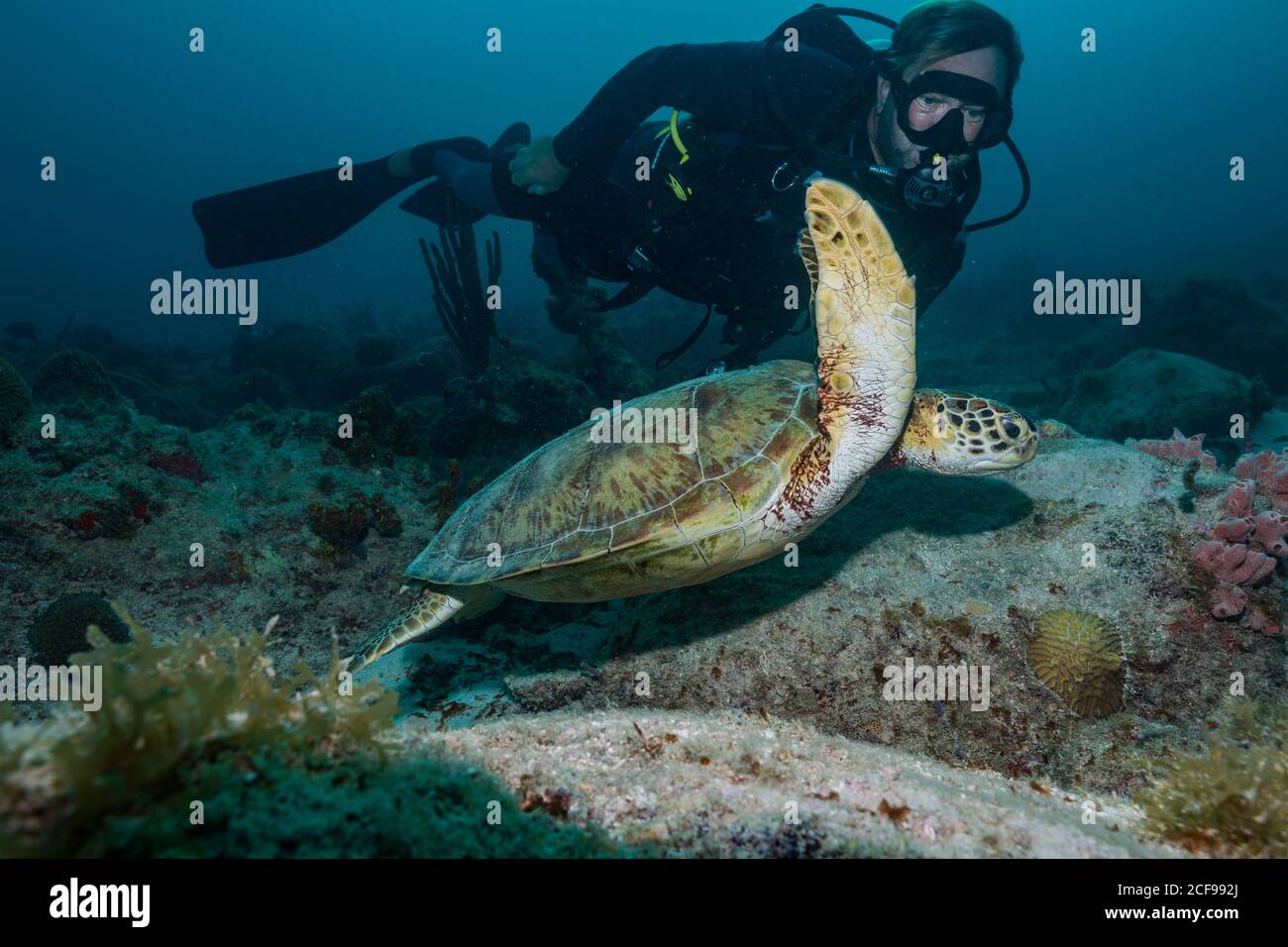 Free diver swimming underwater with big turtle in ocean Stock Photo - Alamy