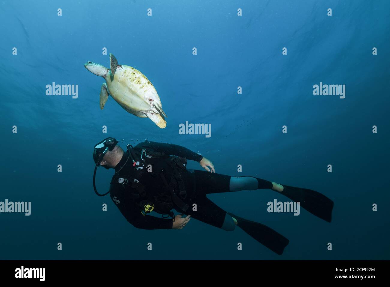 Free diver swimming underwater with big turtle in ocean Stock Photo - Alamy