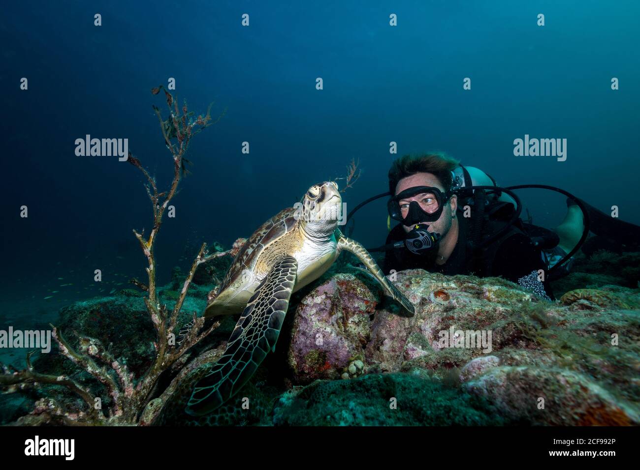 Free diver swimming underwater with big turtle in ocean Stock Photo - Alamy