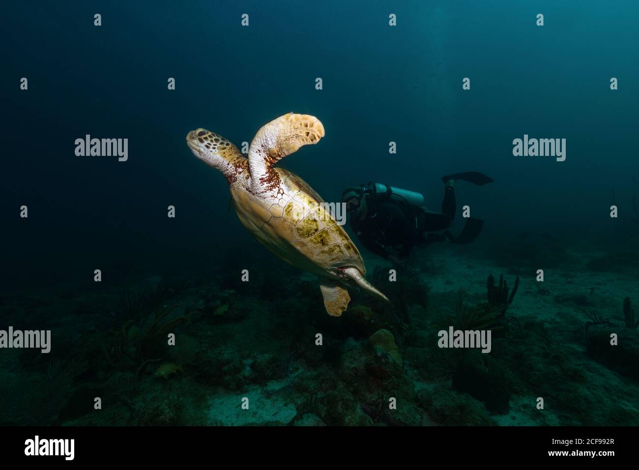 Free diver swimming underwater with big turtle in ocean Stock Photo - Alamy