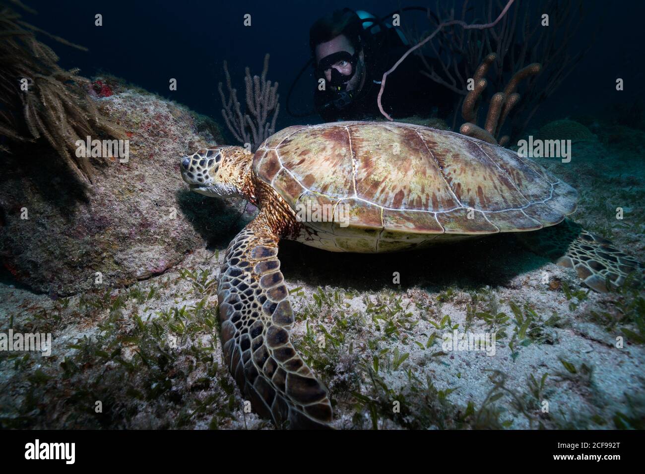 Ocean turtle underwater on bottom Stock Photo - Alamy