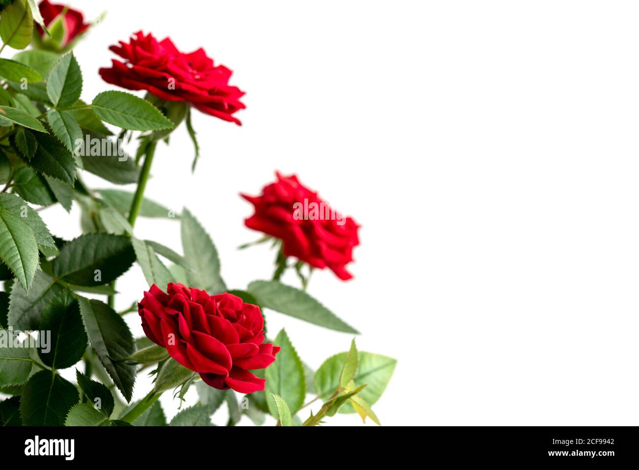 Beautiful fresh red roses bush isolated on white background.Natural red ...