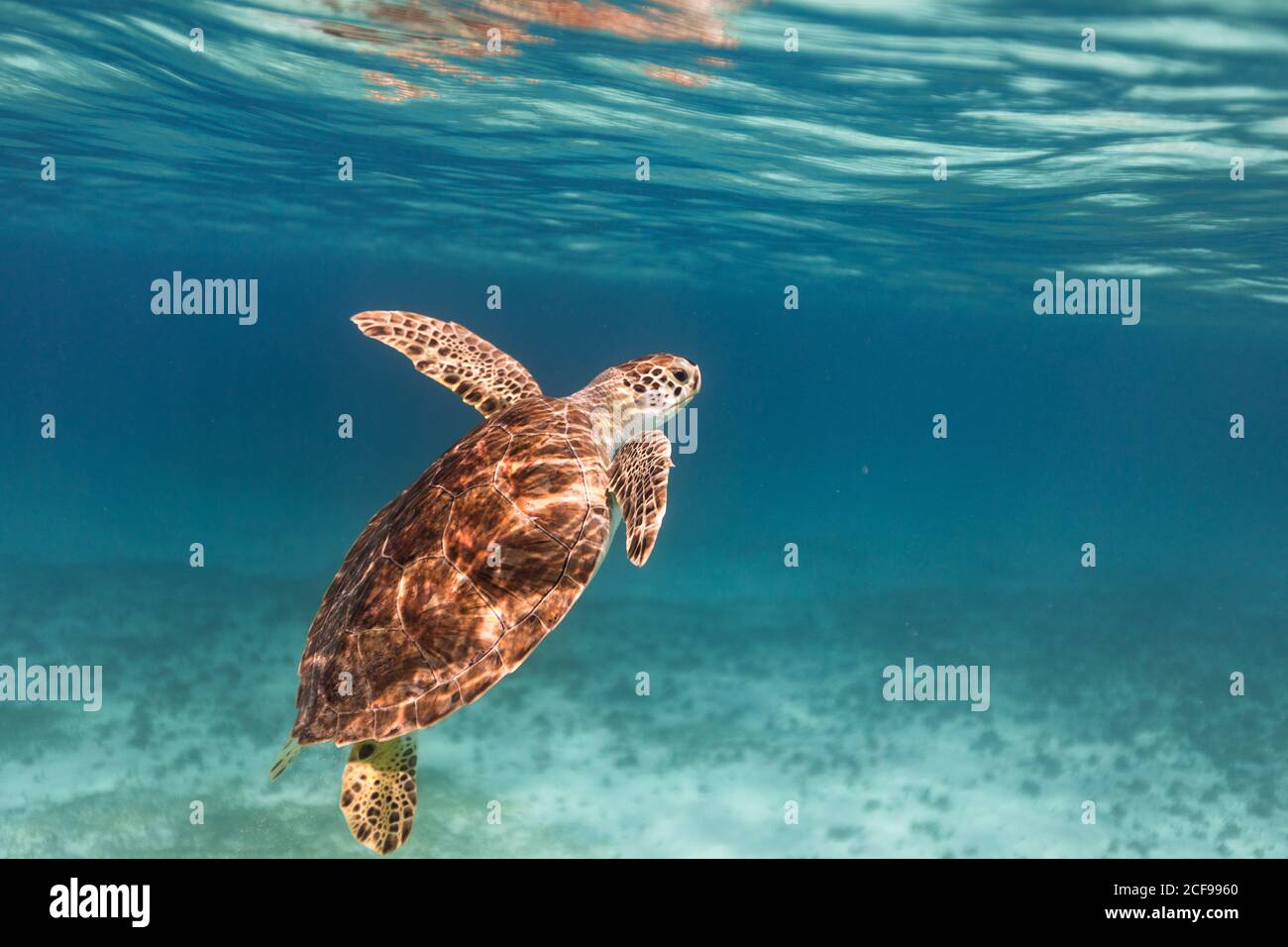 Turtle swimming in sea Stock Photo - Alamy