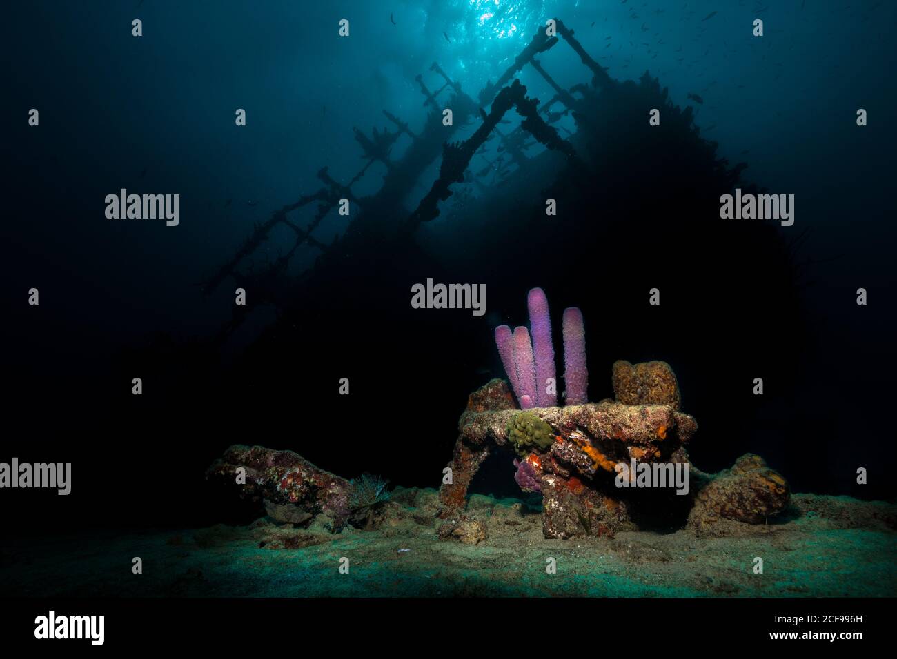 Pink polyps located on rough sea bottom near dark shipwreck in clean ...