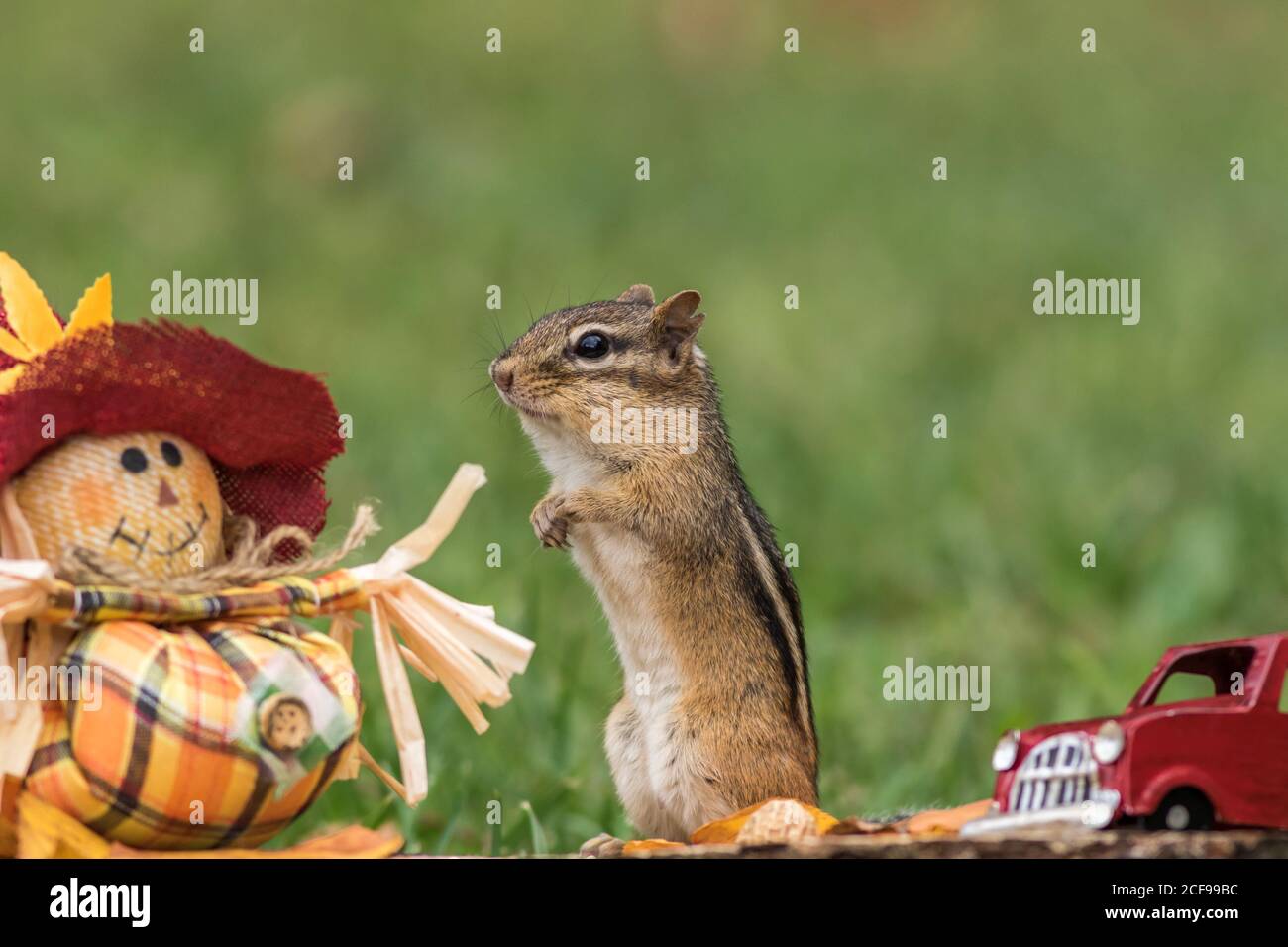 Eastern Chipmunk, Tamias striatus, posed with rustic fall decor leaves ...