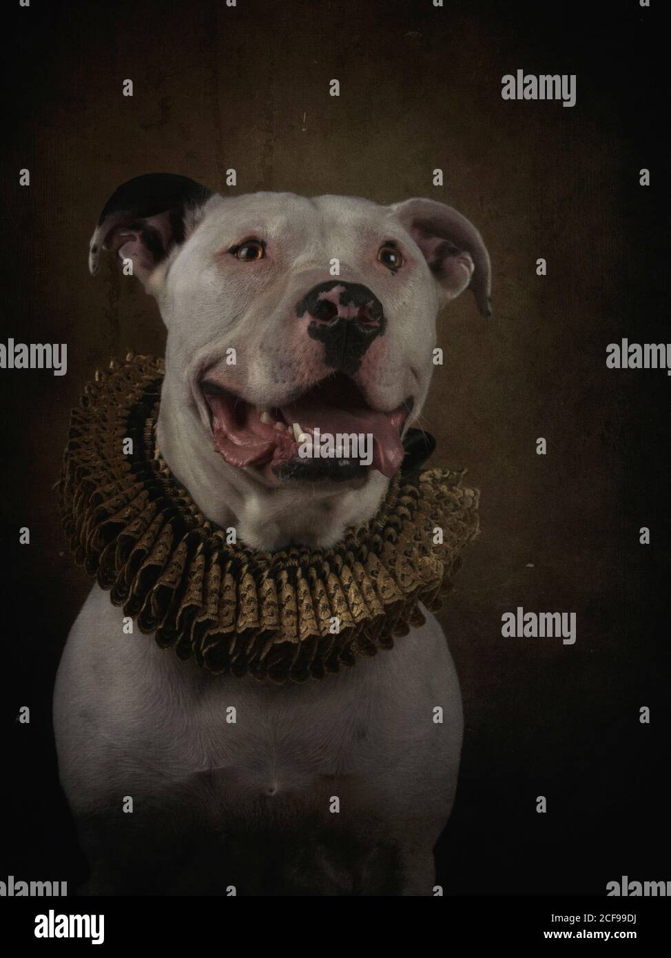 Portrait of white curious pit bull with tongue out in golden ruff Stock ...