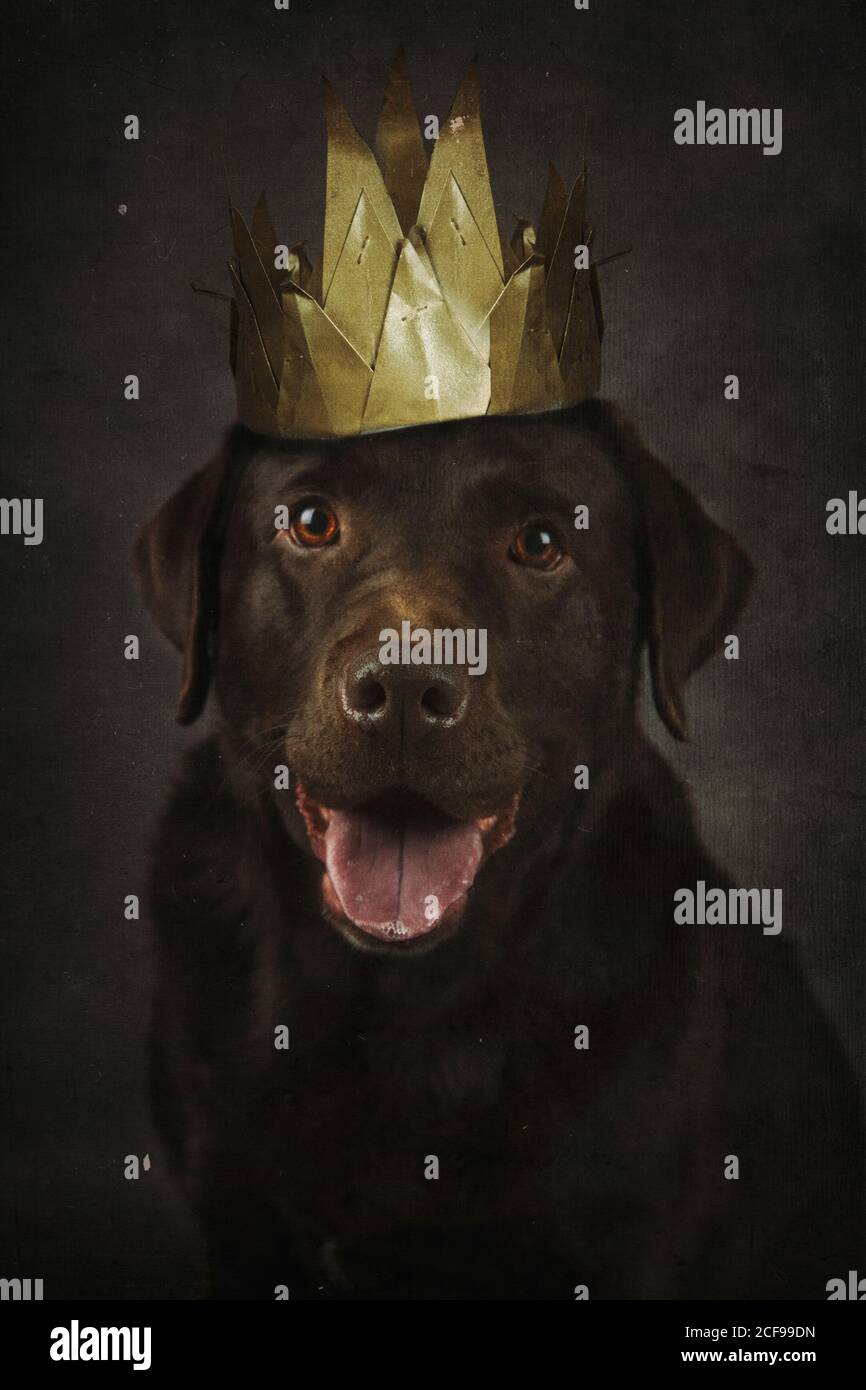 Gold labrador hi-res stock photography and images - Alamy