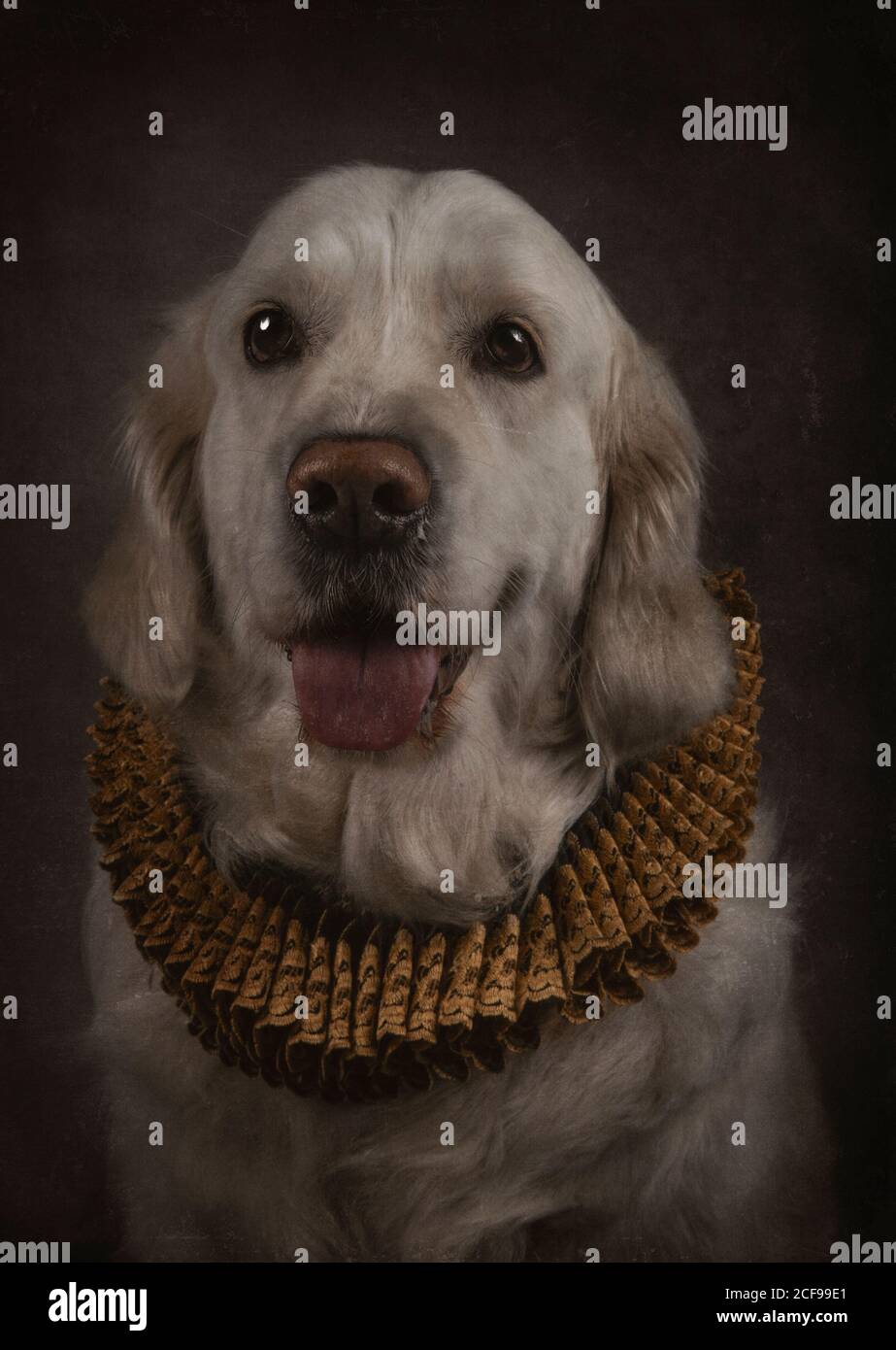 Portrait of friendly Golden Retriever with tongue out in elegant ruff ...