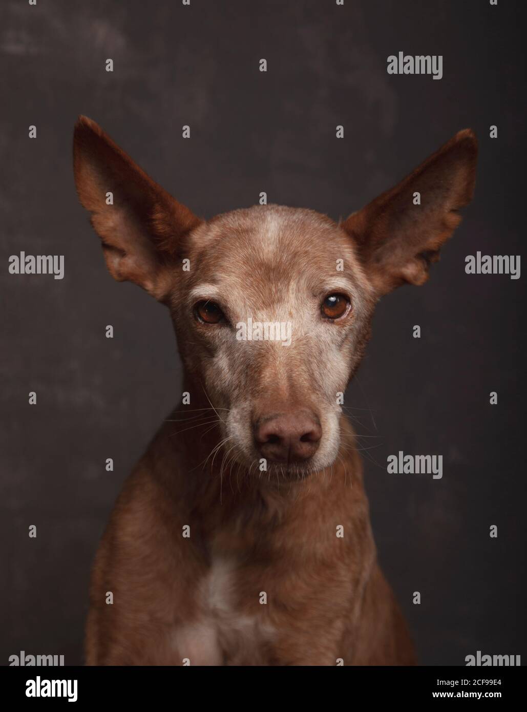 Portrait of podenco dog in older adoption on gray background Stock ...