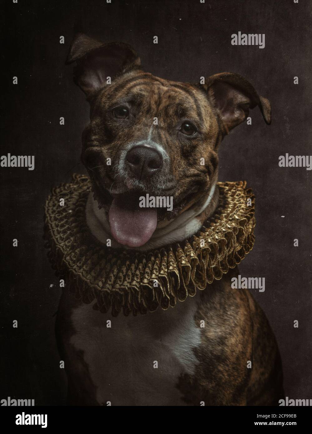 Pit Bull Muzzle High Resolution Stock Photography and Images - Alamy