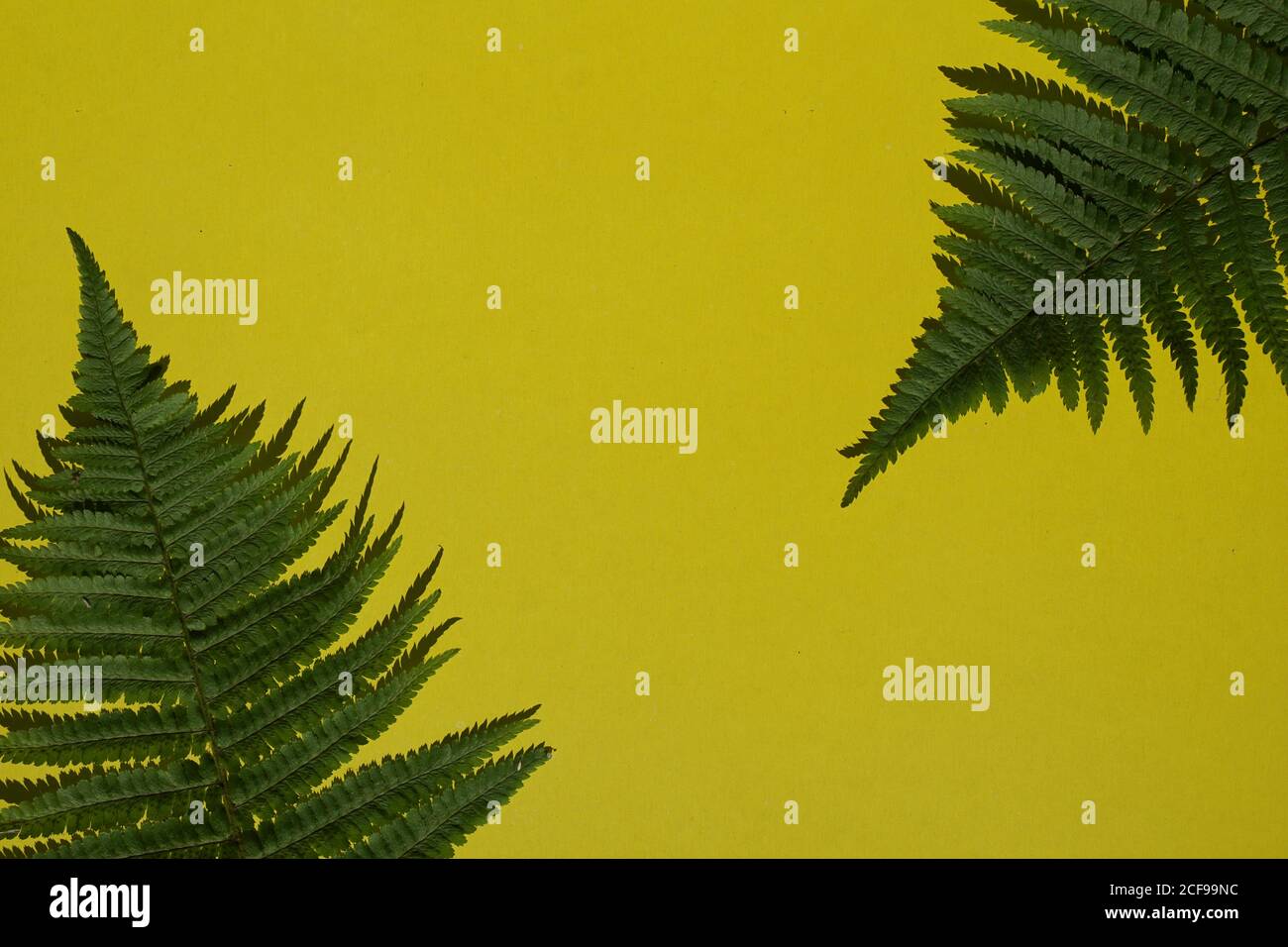 Creative top view fern leaves with shadow on yellow paper background ...
