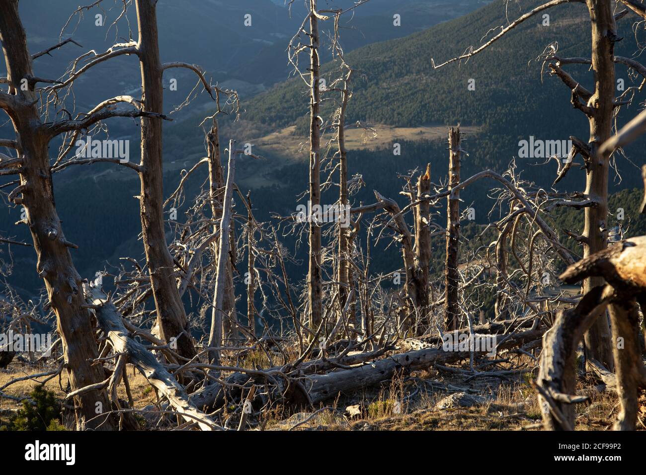 Amazing valley landscape with dry brown trees without leaves with ...
