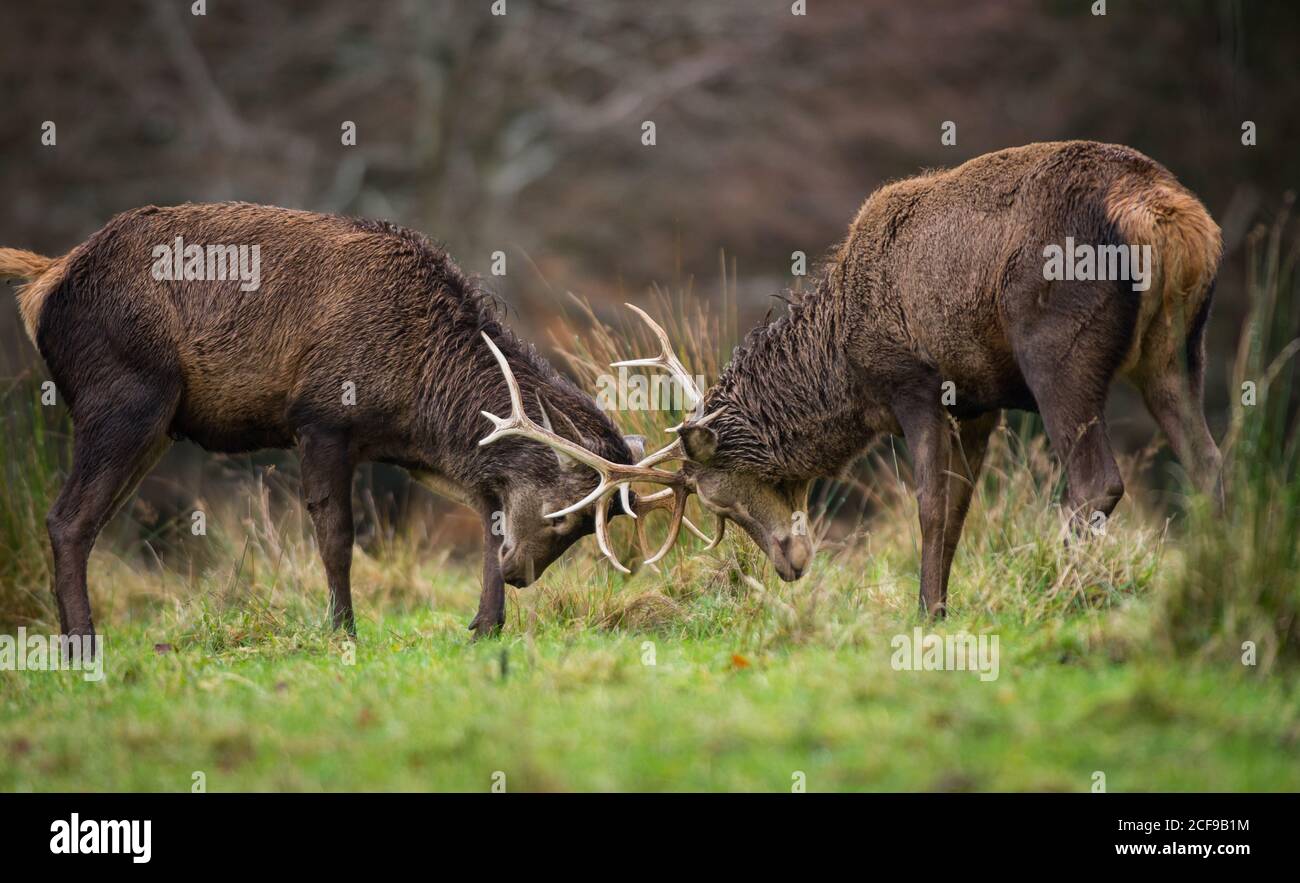 Killarney national park wildlife hi-res stock photography and images ...