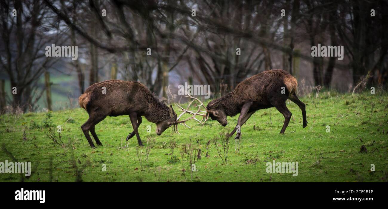 Red deer stags fighting during Rutting Season in Killarney national ...