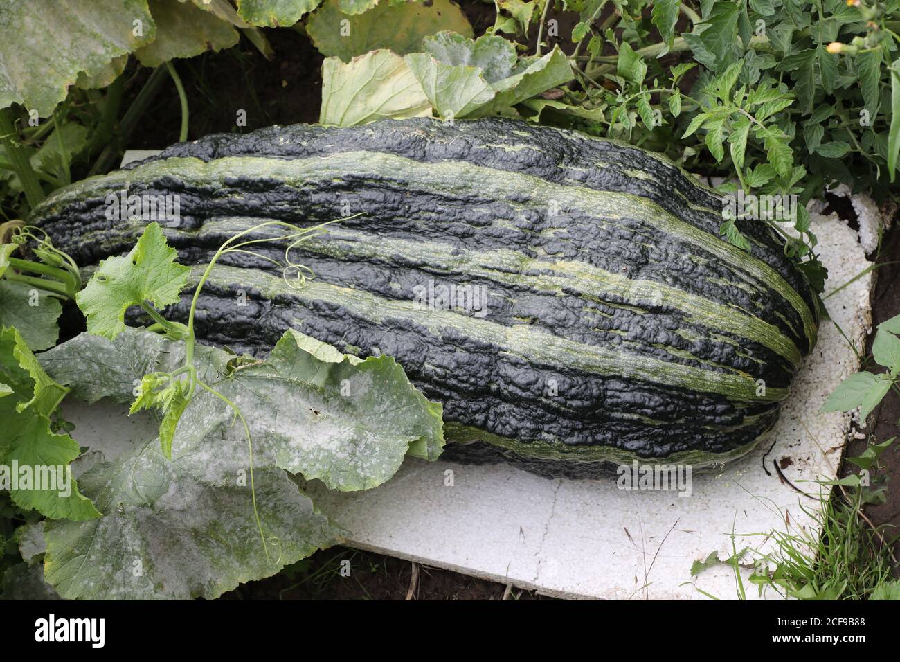 Courgette varieties hi-res stock photography and images - Alamy