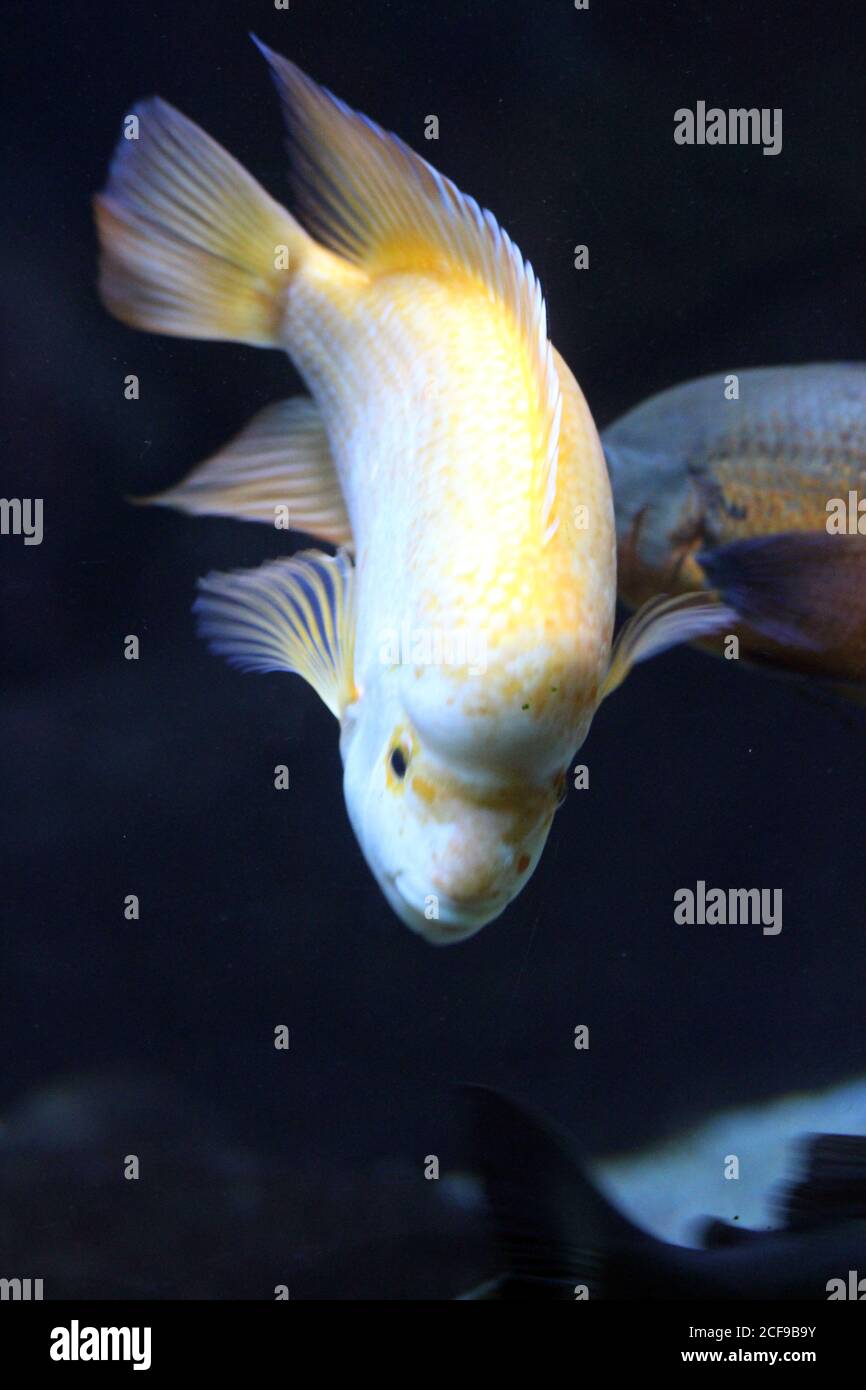 Fisch hi-res stock photography and images - Alamy