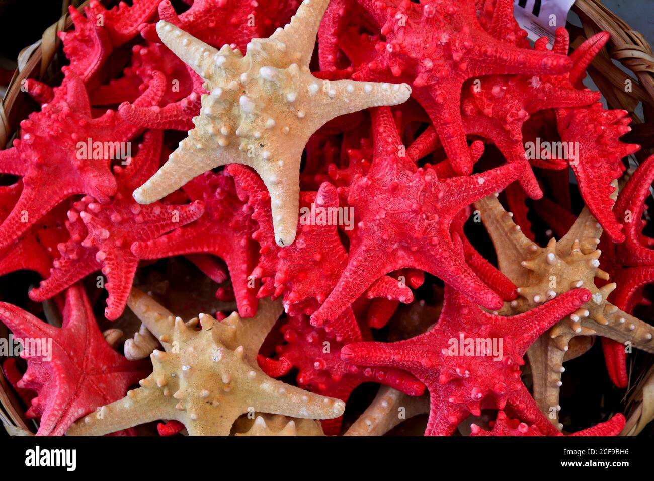 Fake starfish hi-res stock photography and images - Alamy
