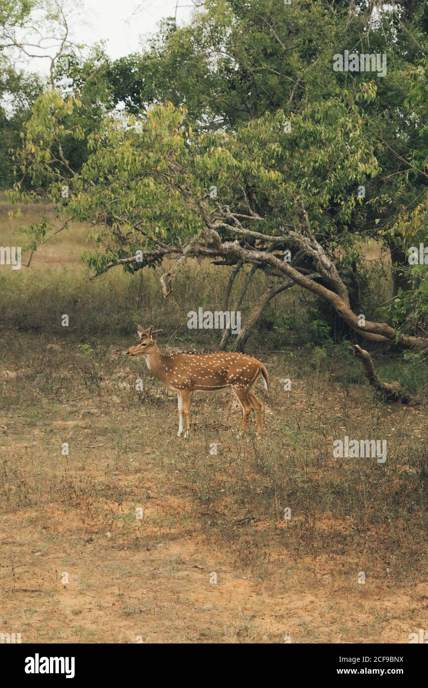 Side view of axis deer pasturing in lawn of safari park during daytime ...